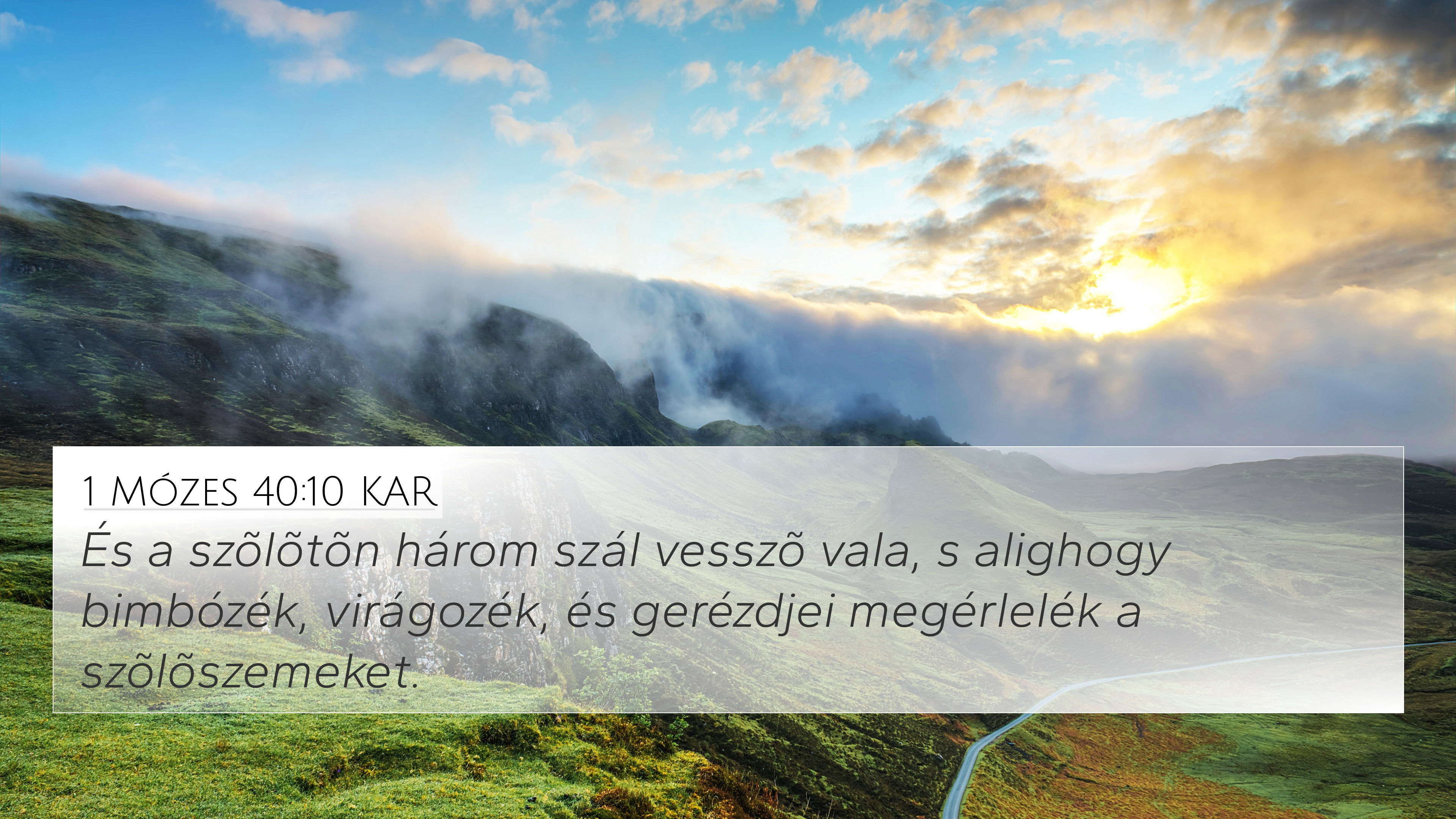 1 Mózes 40:10 KAR 4K Wallpaper - És a szõlõtõn három szál vesszõ vala, s