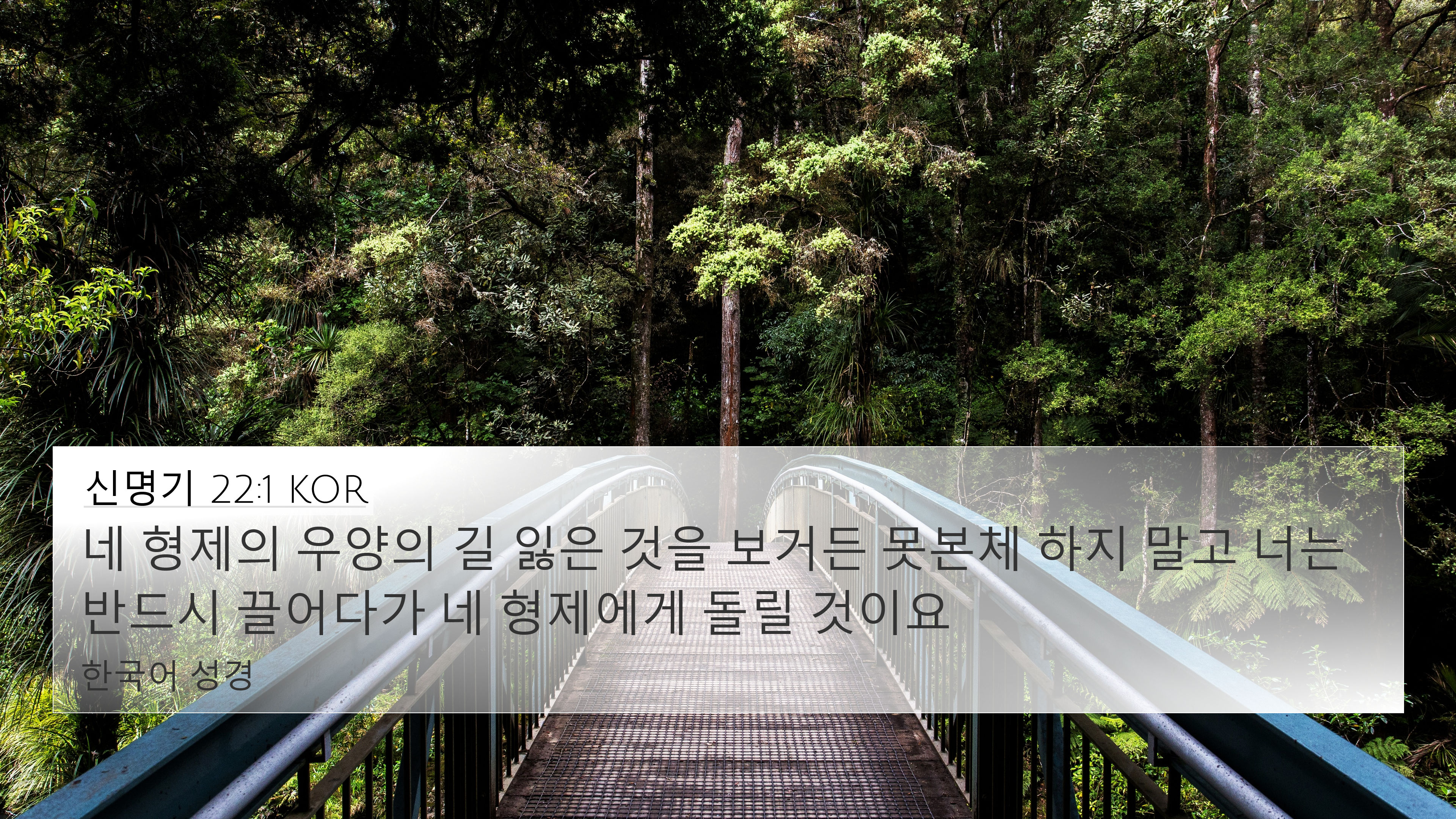 신명기 22:1 KOR 4K Wallpaper - 네 형제의 우양의 길 잃은 것을