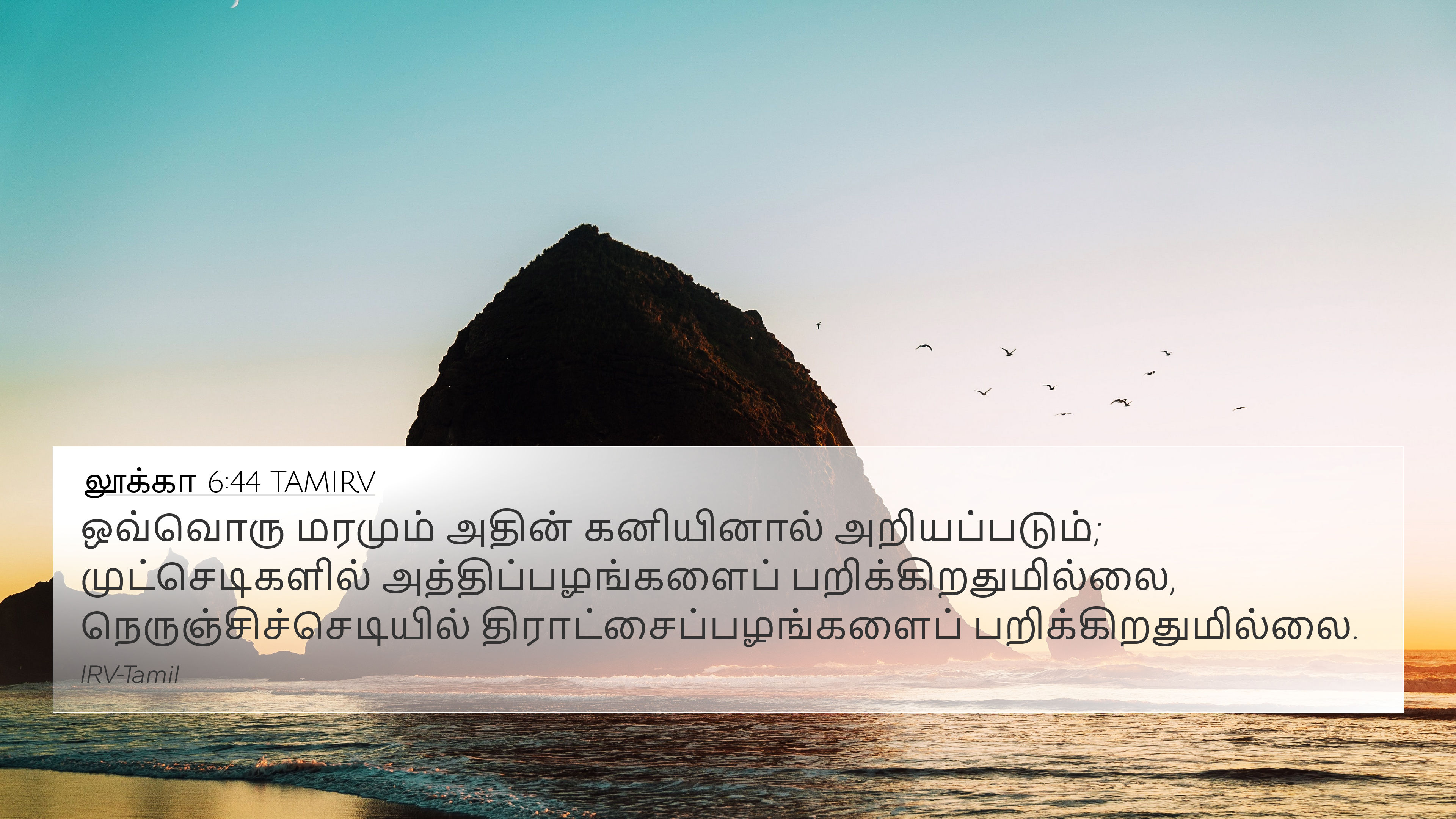 லூக்கா 6:44 TAMIRV 4K Wallpaper - ஒவ்வொரு மரமும்